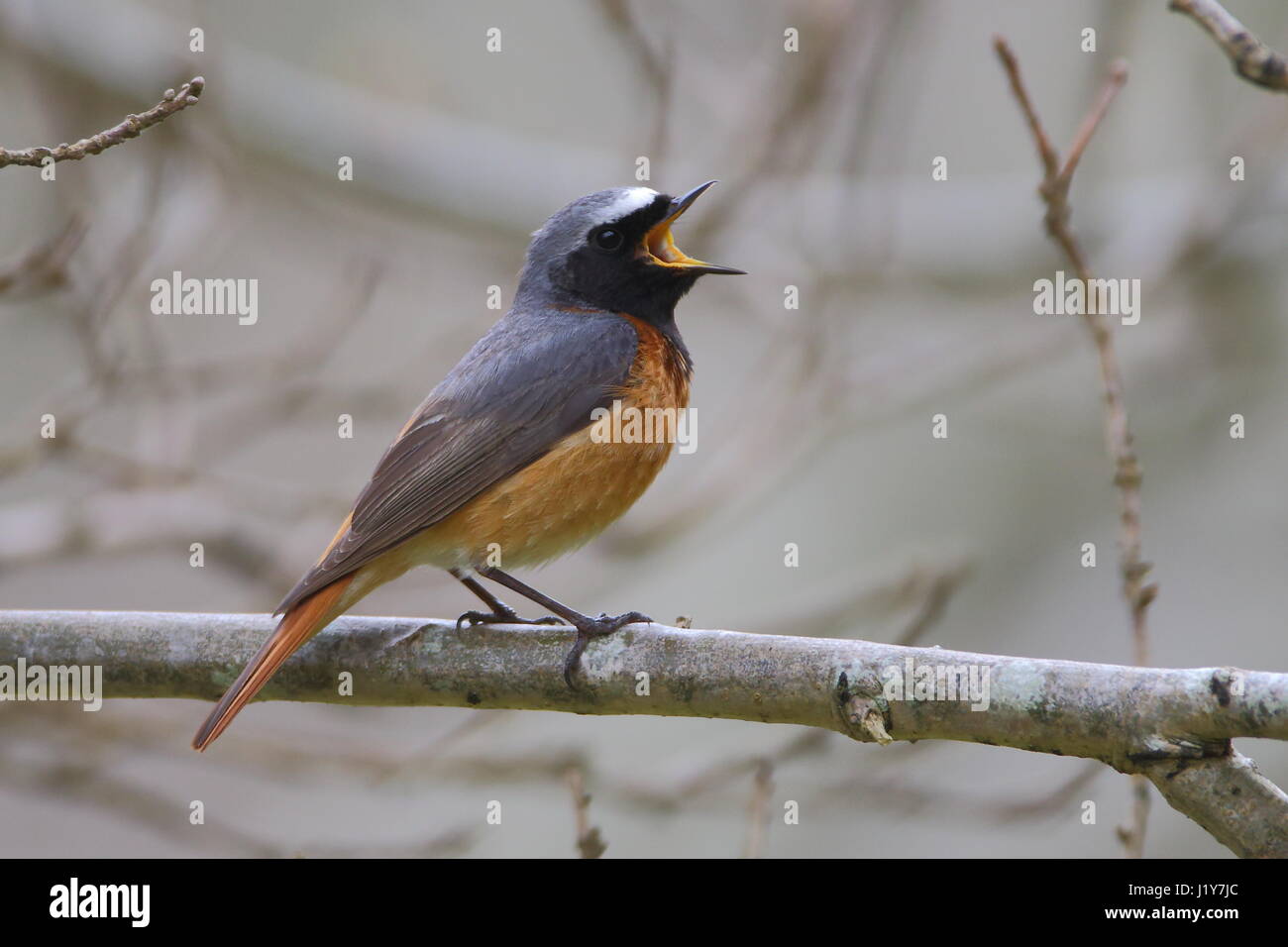 Adult male Common Redstart Stock Photo - Alamy