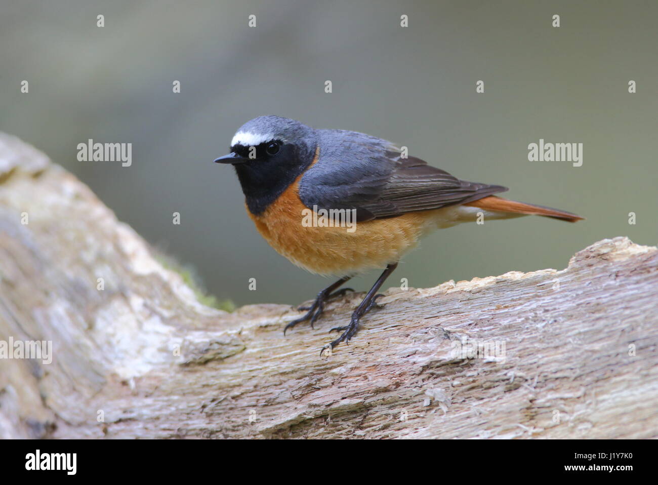 Male common redstart hi-res stock photography and images - Alamy