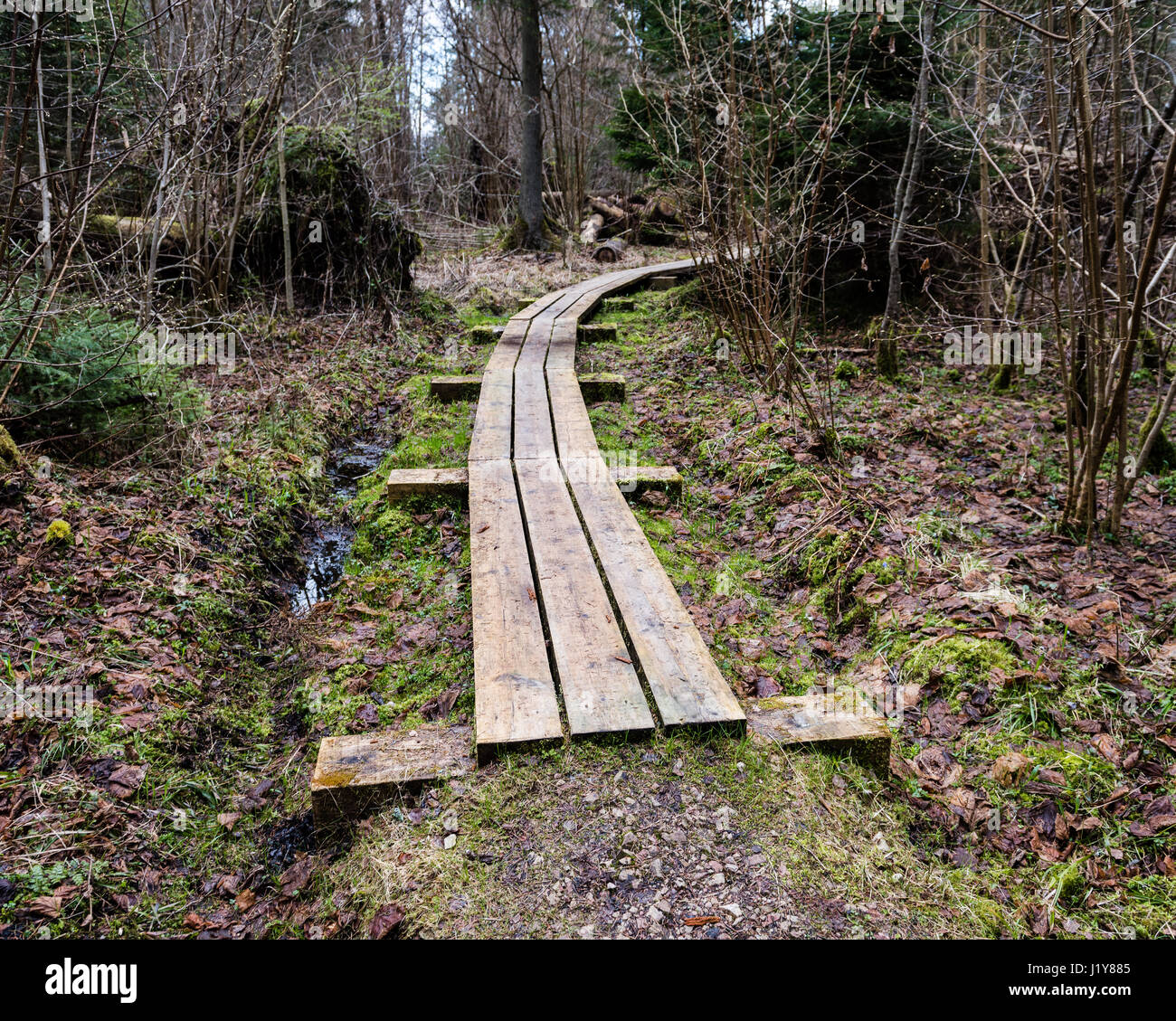 wooden footbridge in the bog in the countryside surrounded by forest ...
