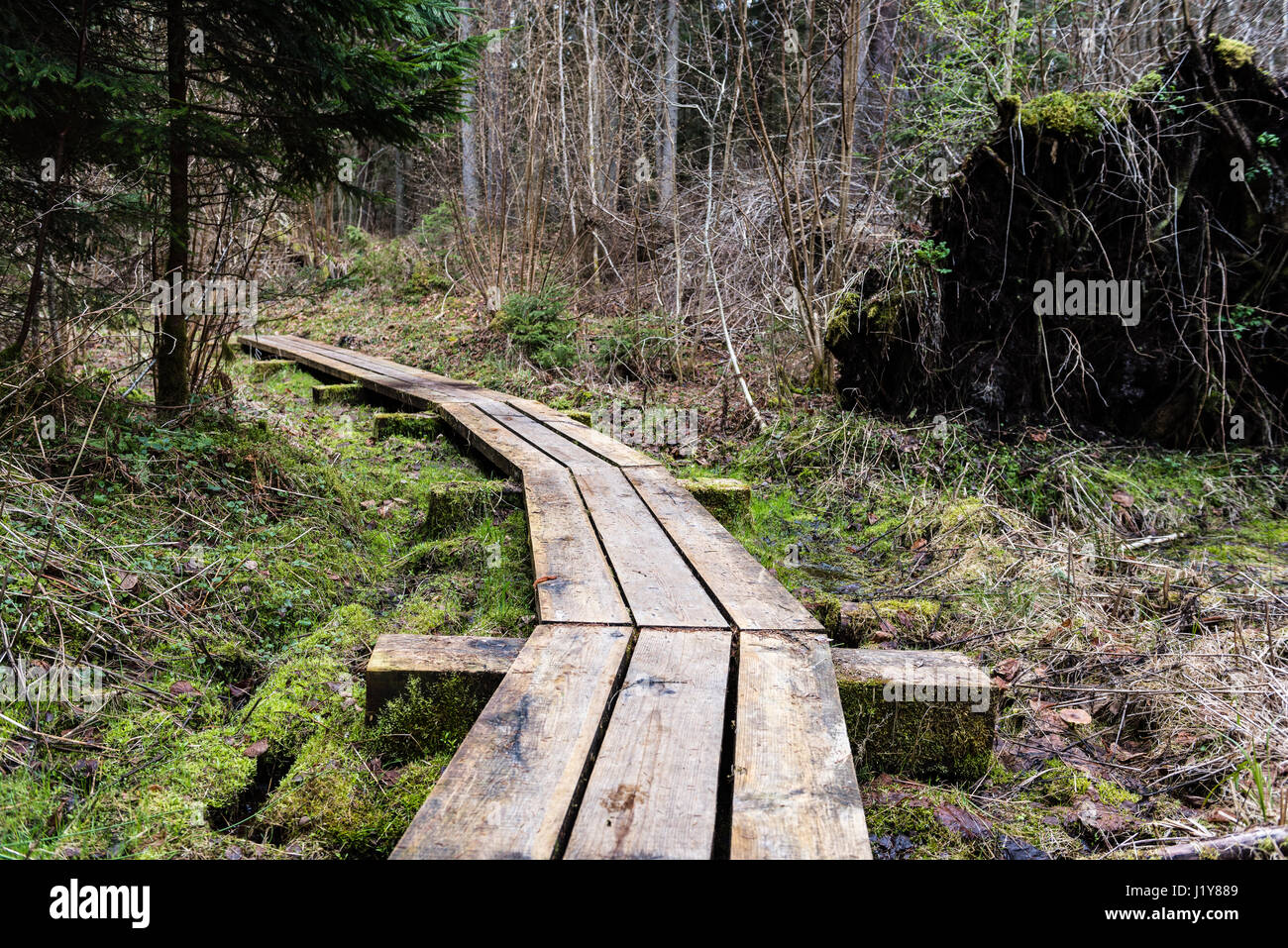 wooden footbridge in the bog in the countryside surrounded by forest ...