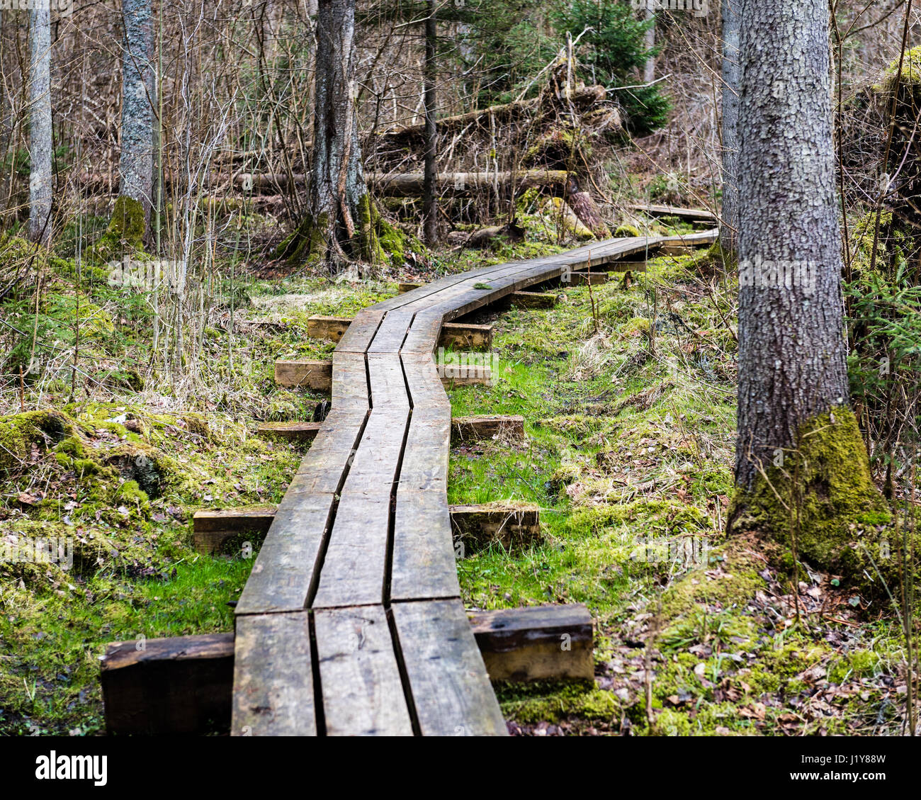 wooden footbridge in the bog in the countryside surrounded by forest ...