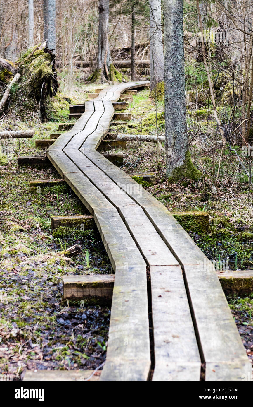 wooden footbridge in the bog in the countryside surrounded by forest ...