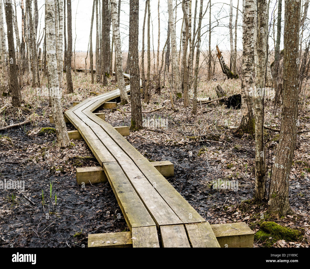 wooden footbridge in the bog in the countryside surrounded by forest ...