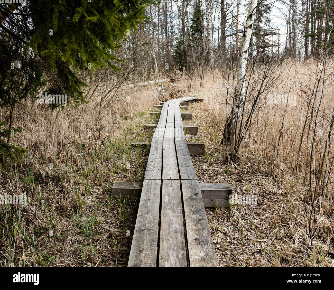 wooden footbridge in the bog in the countryside surrounded by forest ...