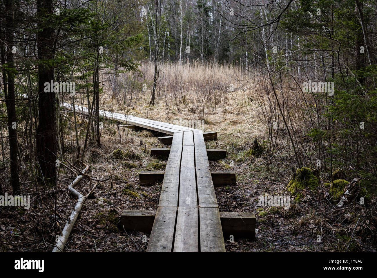 wooden footbridge in the bog in the countryside surrounded by forest ...