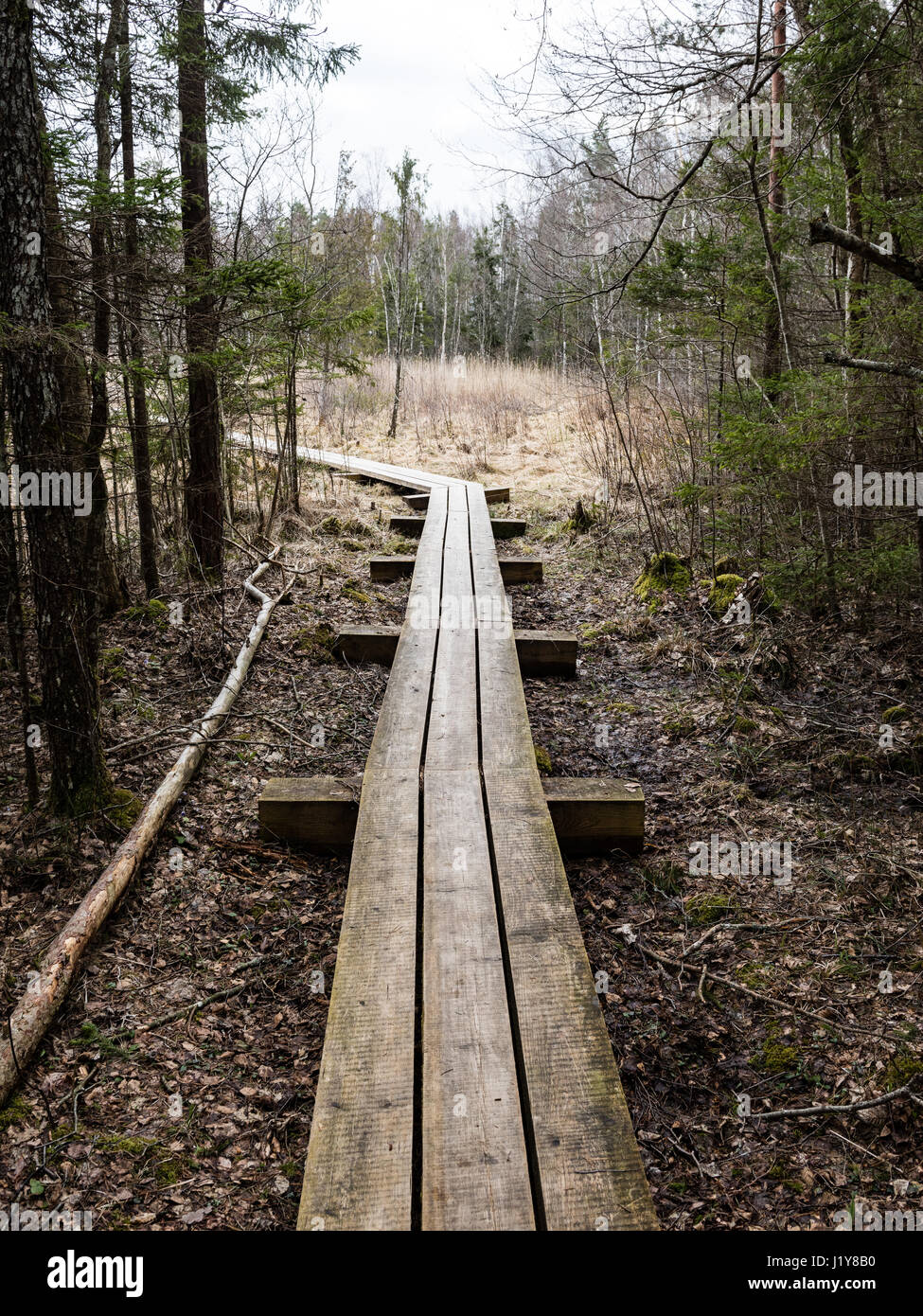 wooden footbridge in the bog in the countryside surrounded by forest ...