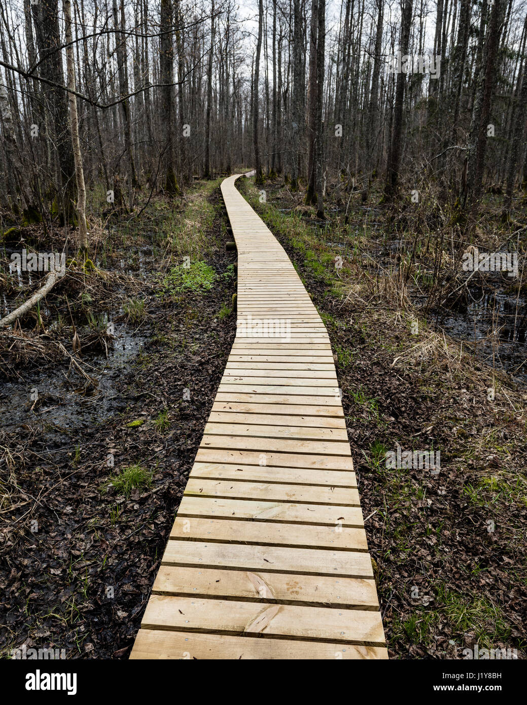 wooden footbridge in the bog in the countryside surrounded by forest ...