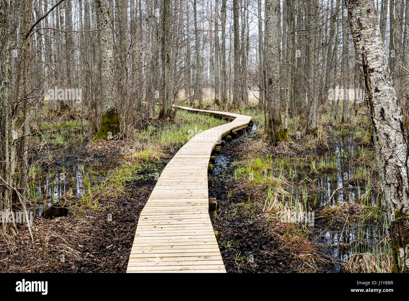wooden footbridge in the bog in the countryside surrounded by forest ...
