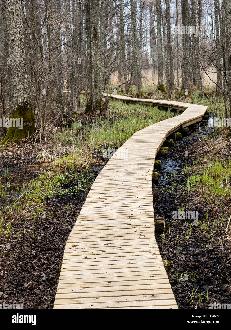 wooden footbridge in the bog in the countryside surrounded by forest ...