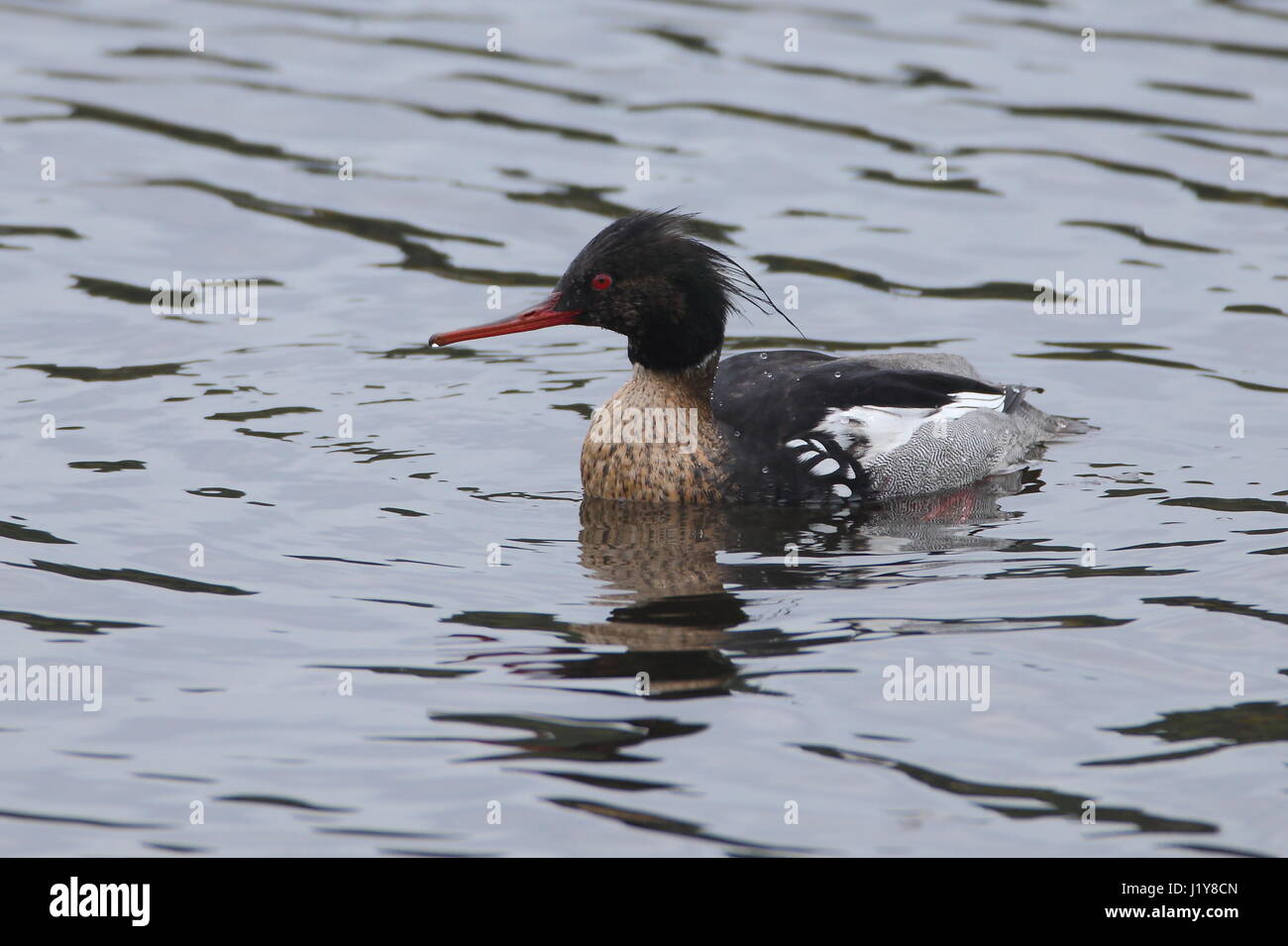 Drake Red-Breasted Merganser Stock Photo - Alamy