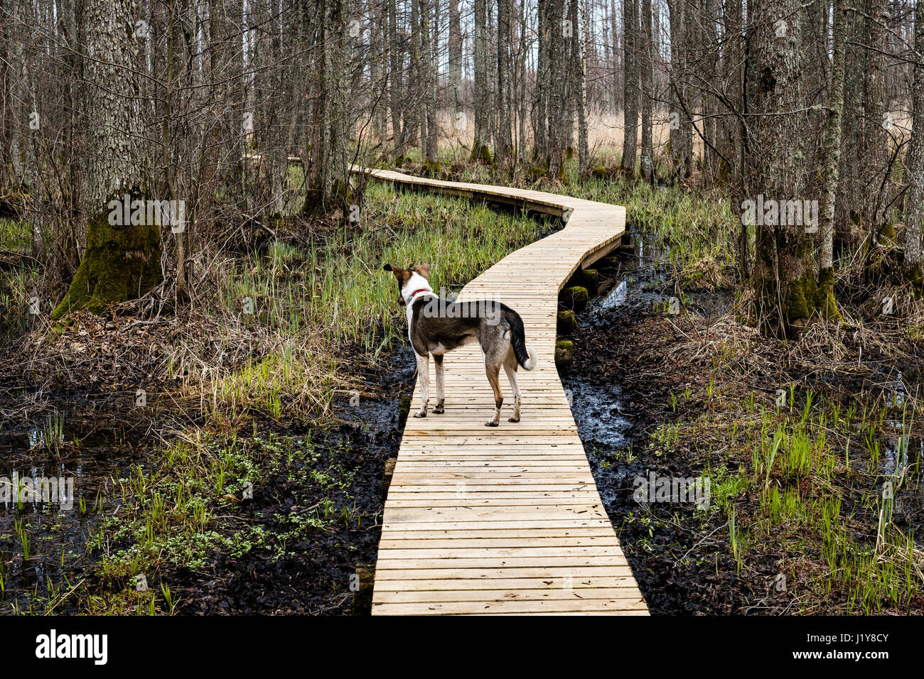 wooden footbridge in the bog in the countryside surrounded by forest ...