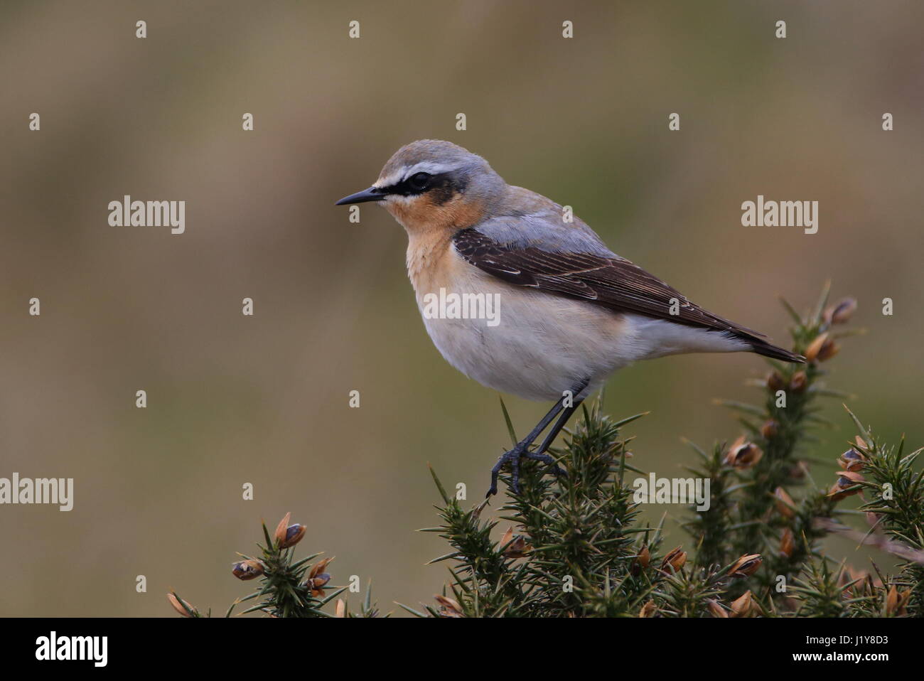Male Northern Wheatear Stock Photo - Alamy