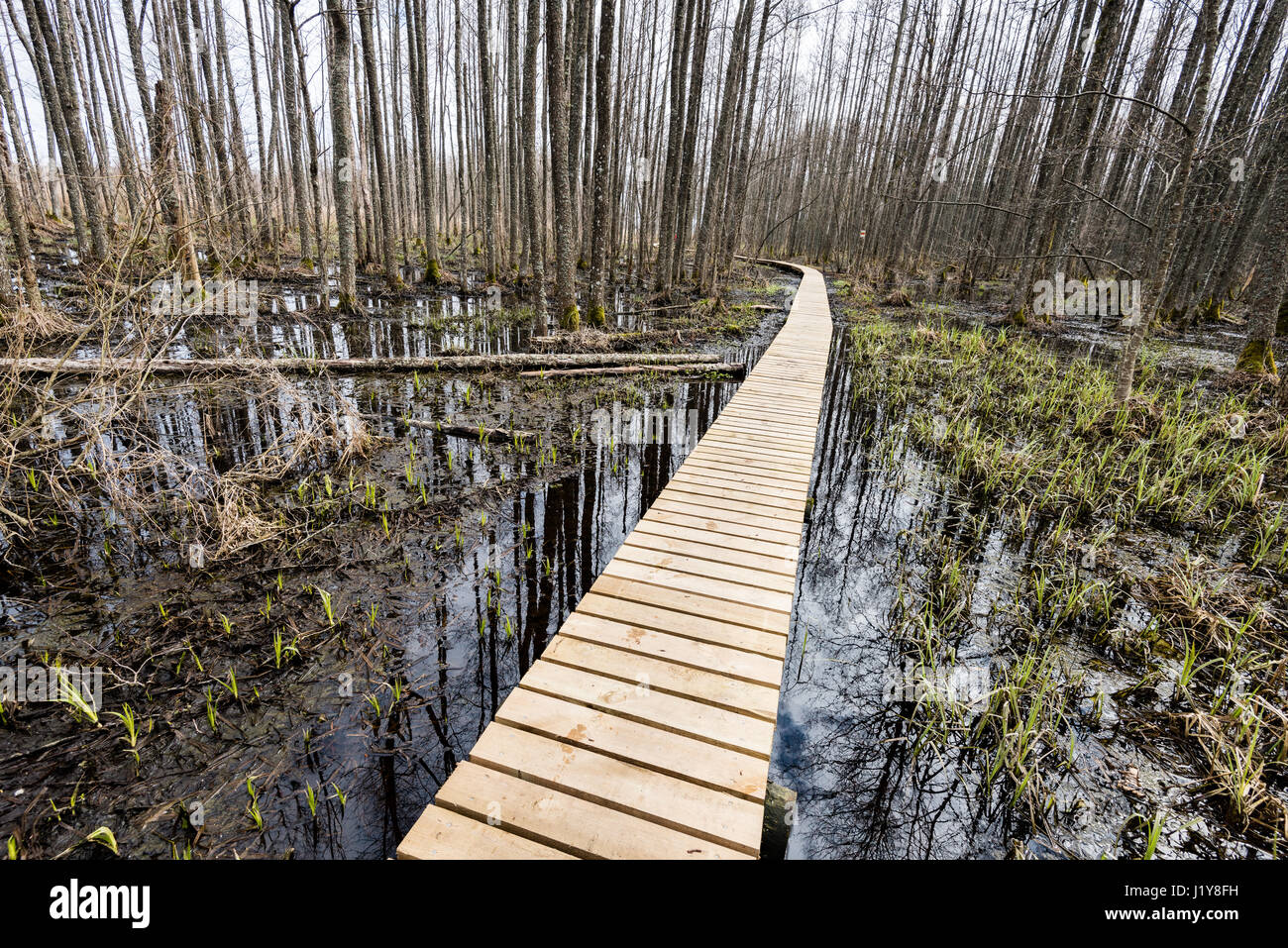 wooden footbridge in the bog in the countryside surrounded by forest ...