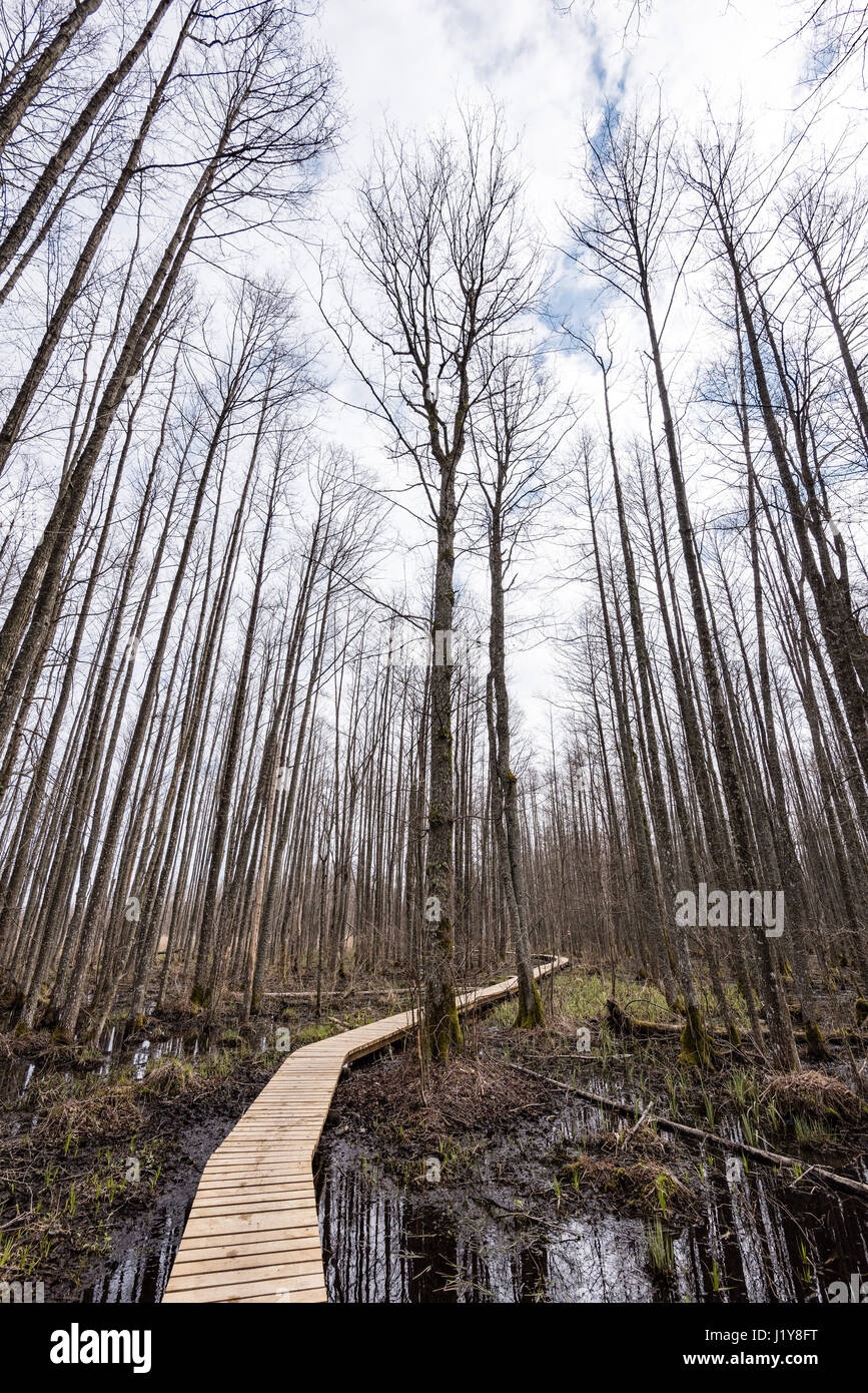 wooden footbridge in the bog in the countryside surrounded by forest ...