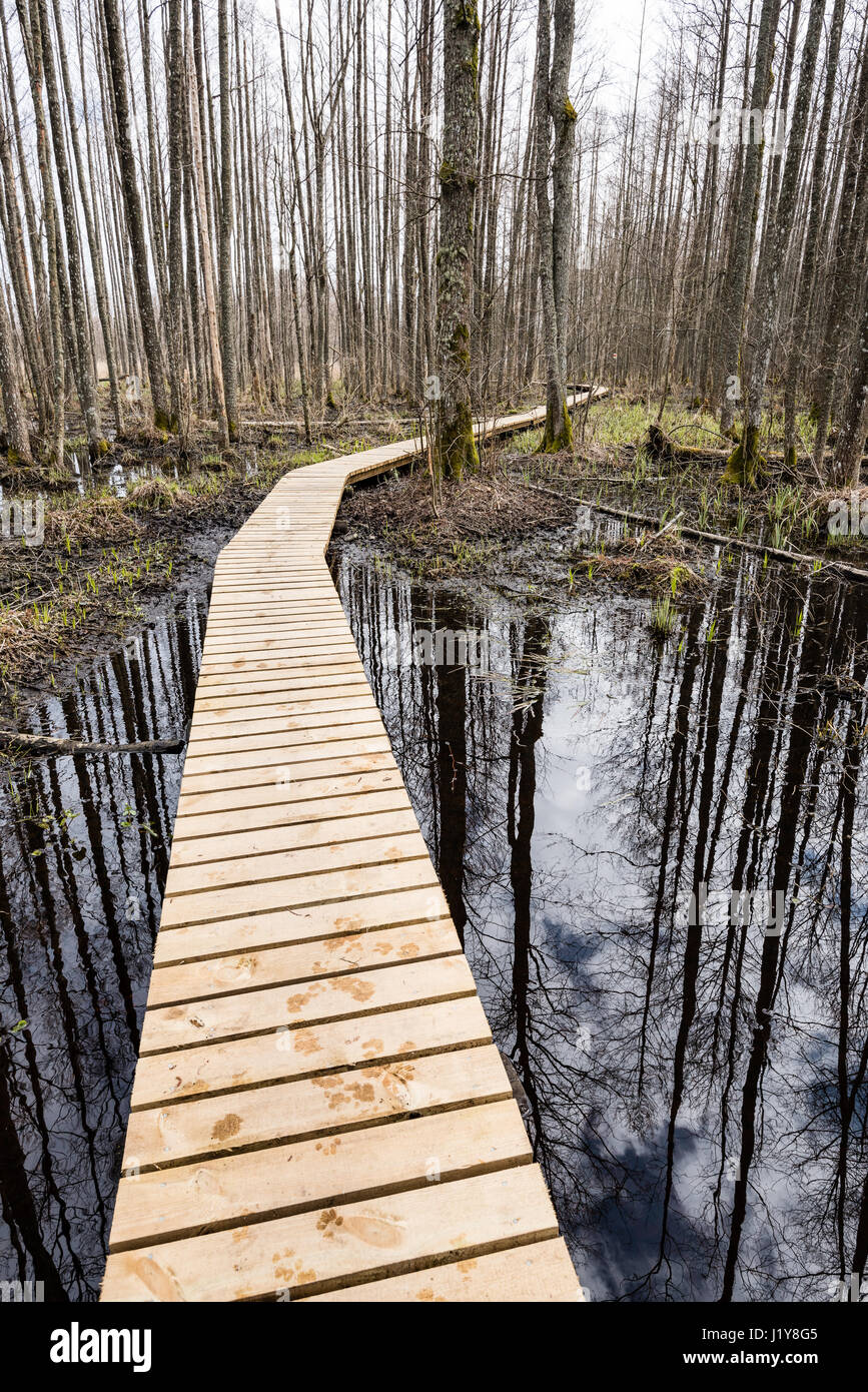 wooden footbridge in the bog in the countryside surrounded by forest ...