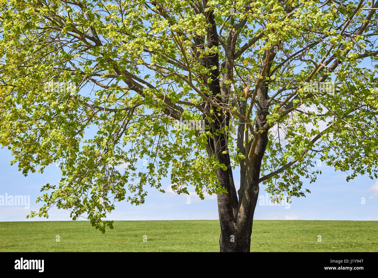 lone maple tree in spring, Samuel Lewis State Park, York County ...