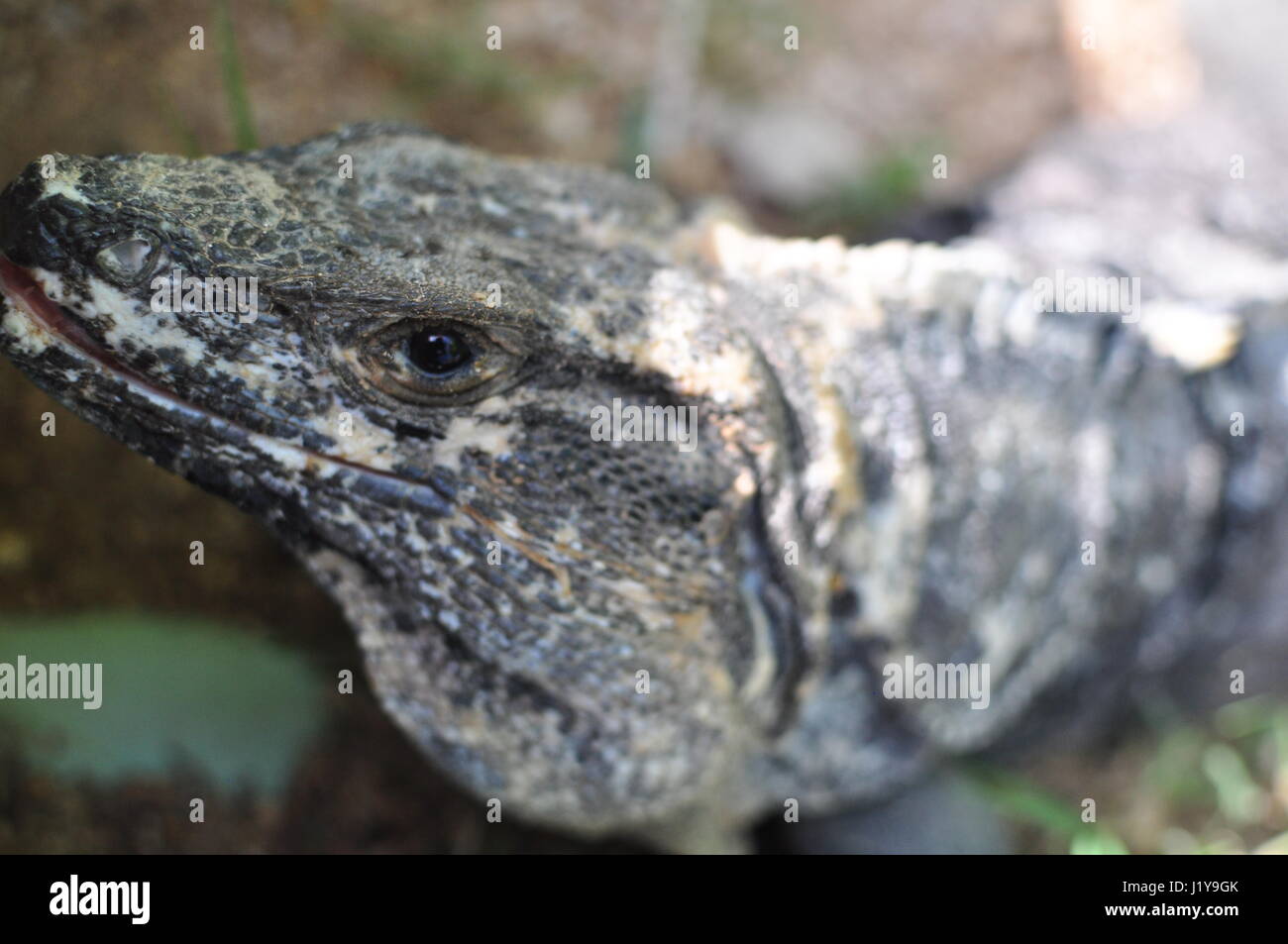 Iguana Ruins Tulum, Quintana Roo, Riviera Maya, Mexico Stock Photo - Alamy