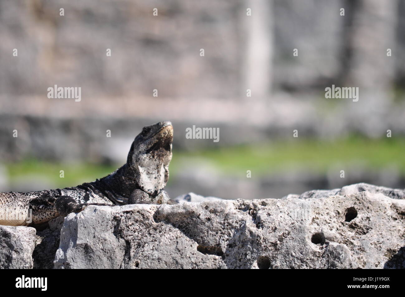 Iguana Ruins Tulum, Quintana Roo, Riviera Maya, Mexico Stock Photo - Alamy
