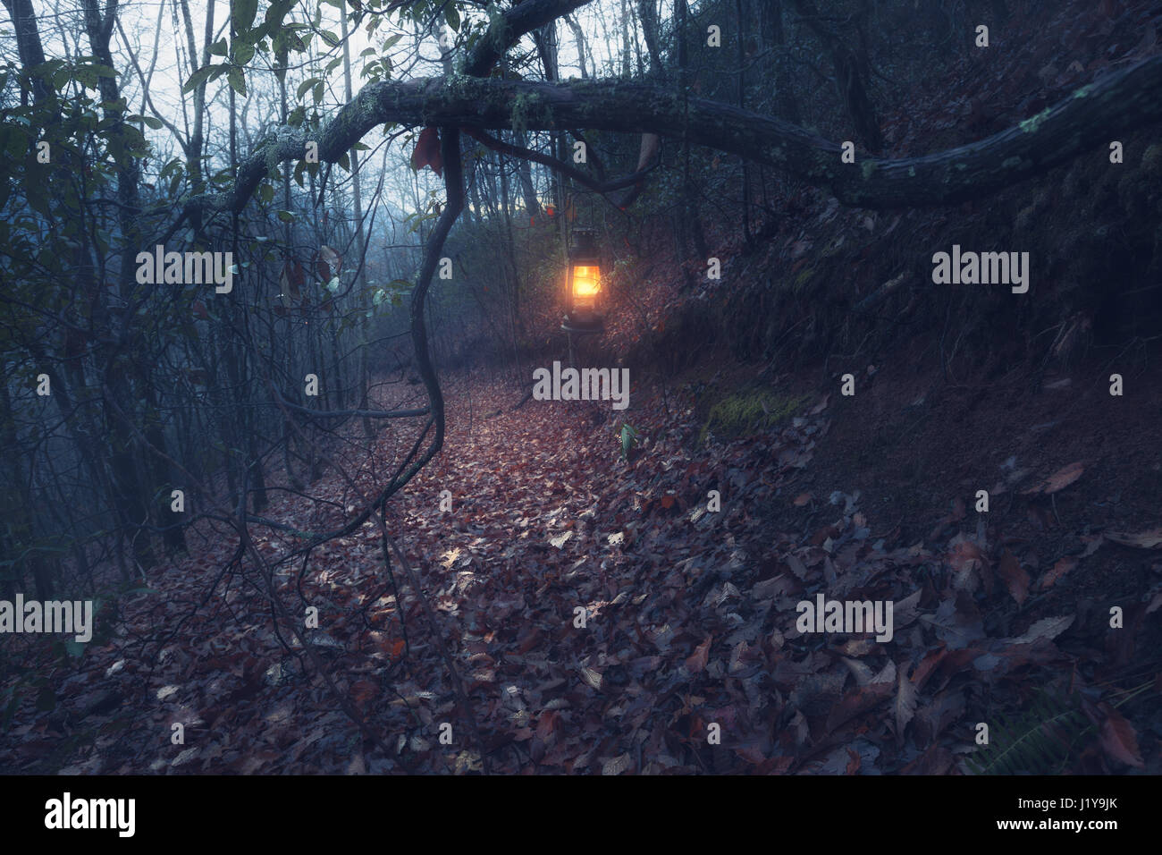 Vintage lantern and path through old foggy forest at night Stock Photo ...