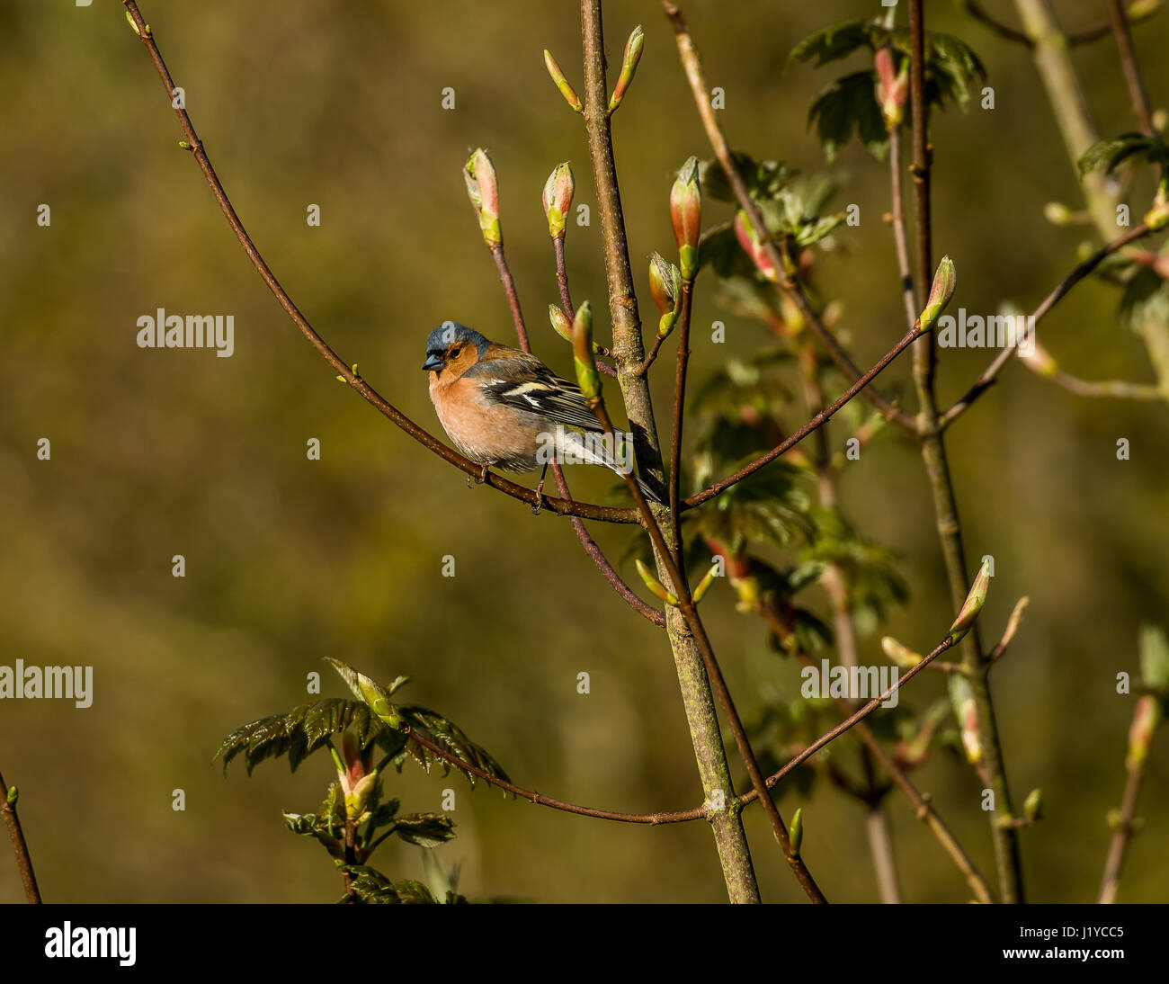 Gavin finch hi-res stock photography and images - Alamy