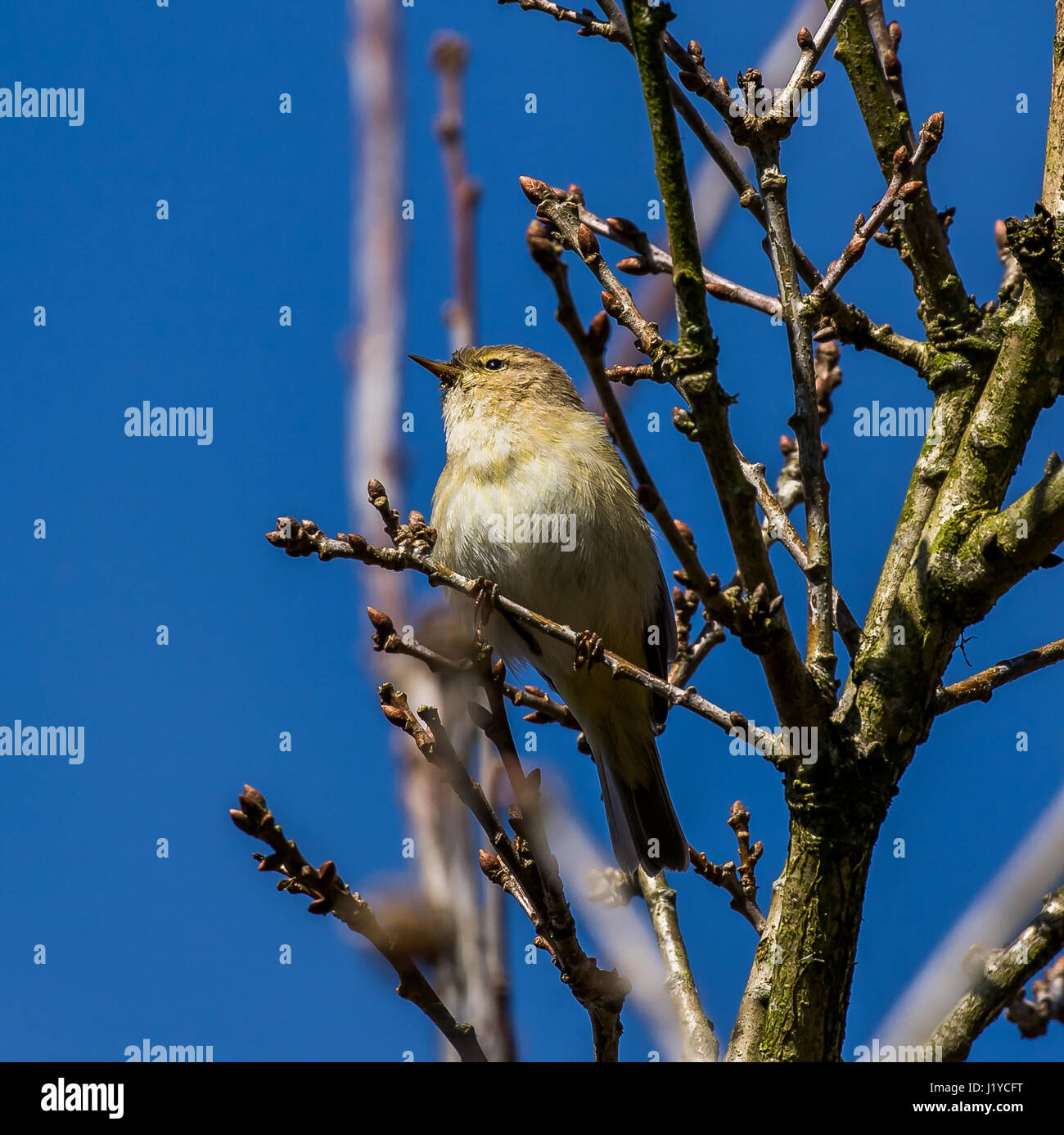 Common chiff chaff hi-res stock photography and images - Alamy