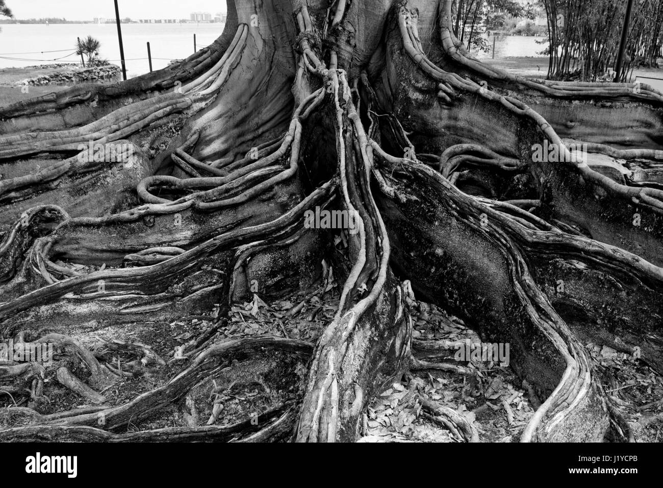 Mysore Fig Tree Roots Stock Photo - Alamy