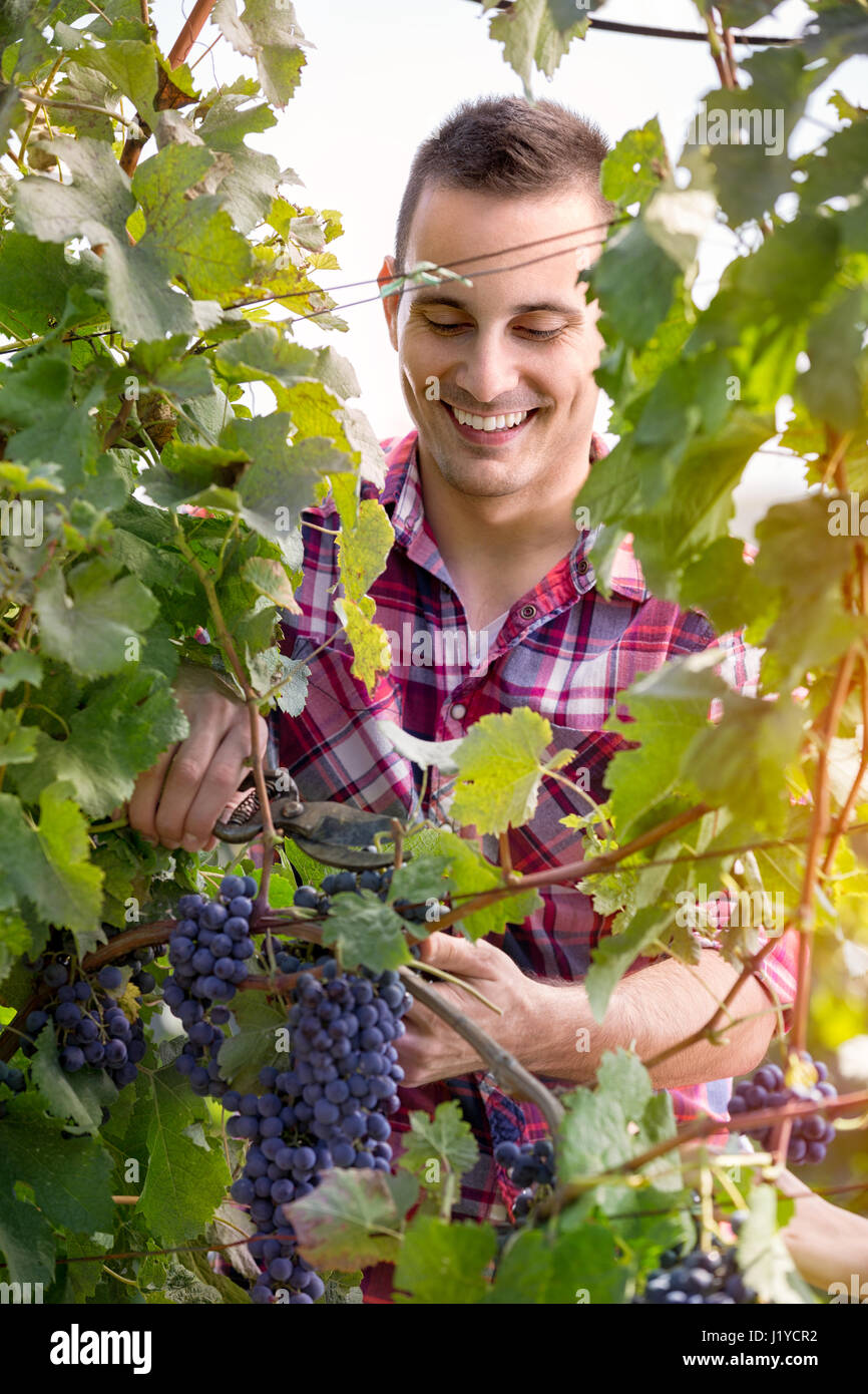 Harvesting fresh grapes farmer hi-res stock photography and images - Alamy