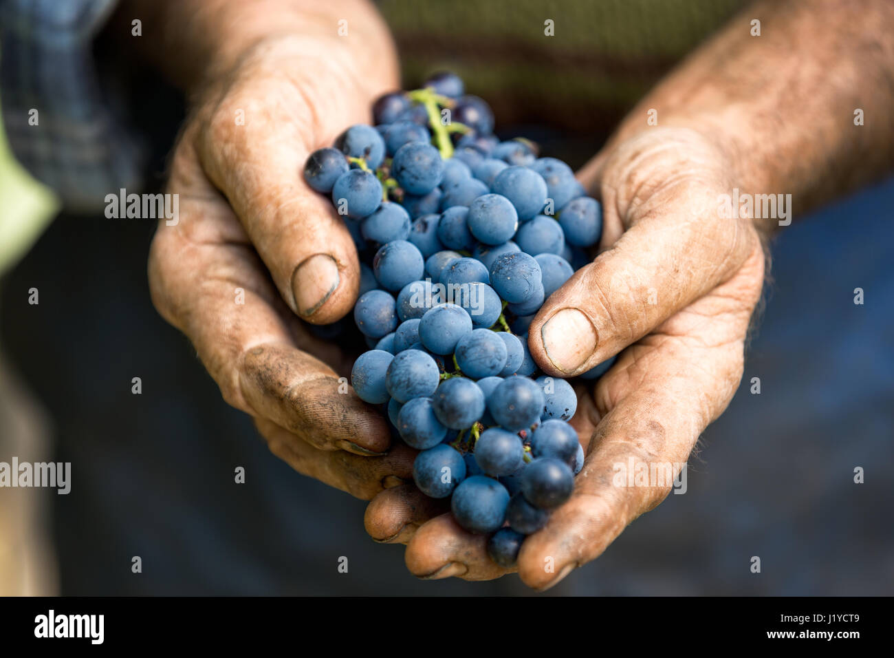 Hand holding fresh bunch of grapes in the vineyard Stock Photo - Alamy