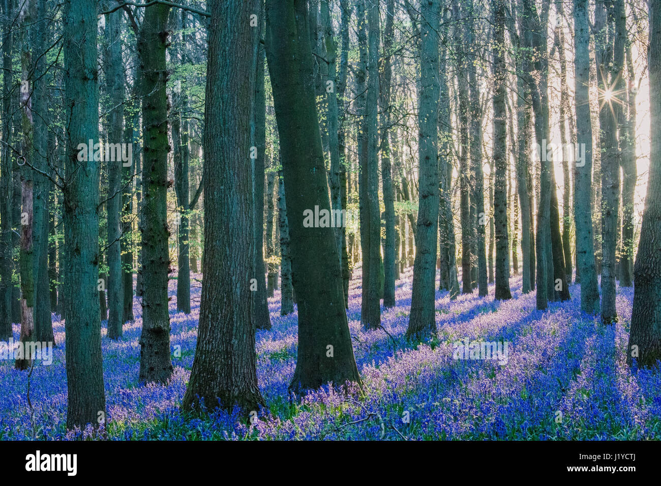 Bluebells at Sunset in Dockey Woods, Ashridge Estate, Hertfordshire ...