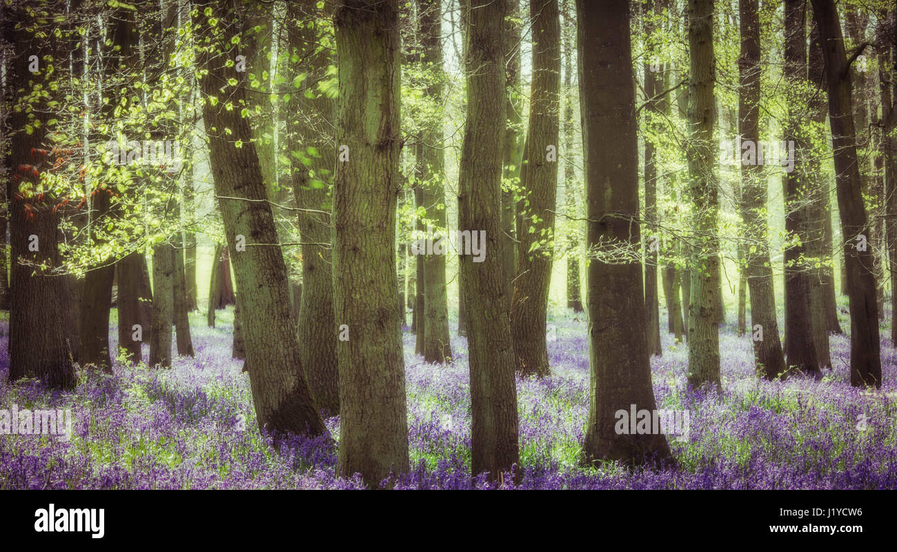 Bluebells and beech trees at Dockey Woods, Ashridge Estate ...