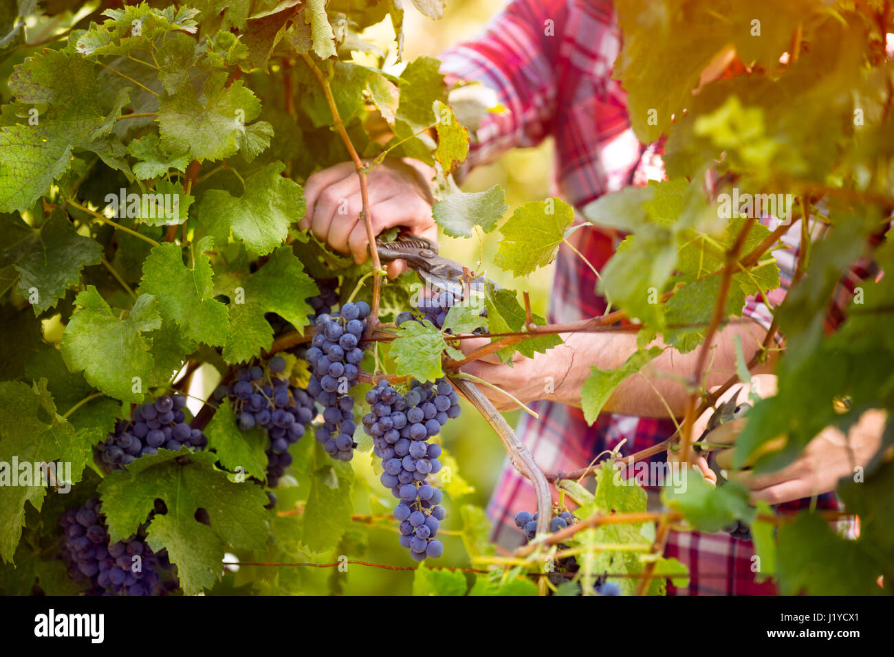 farmer male hands picking grape, grapes harvest Stock Photo - Alamy