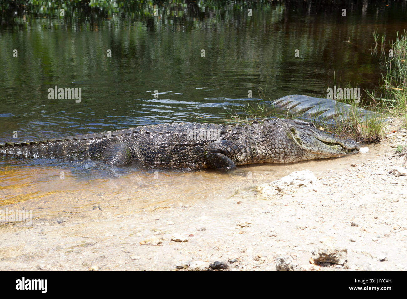 Large American alligator in the water in mangroves in southern Florida ...