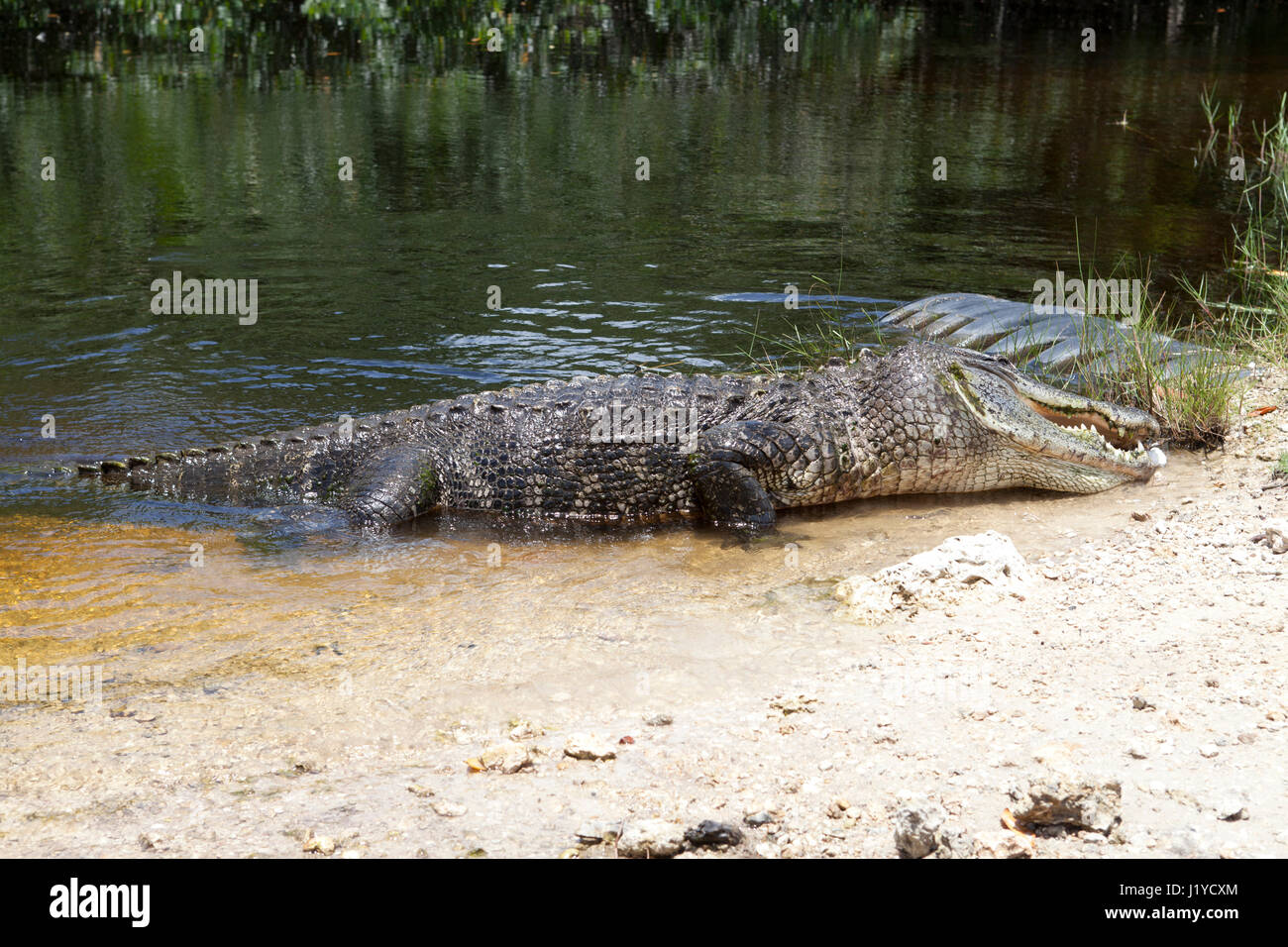 Large American alligator in the water in mangroves in southern Florida ...