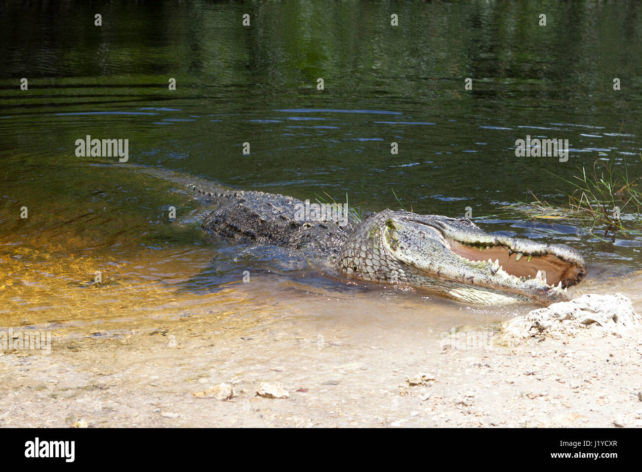Large American alligator in the water in mangroves in southern Florida ...