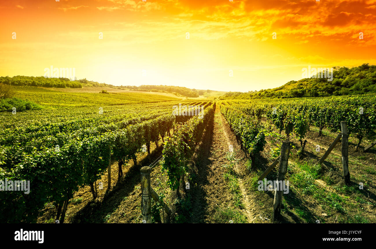 Sunrise sky over vineyard hi-res stock photography and images - Alamy