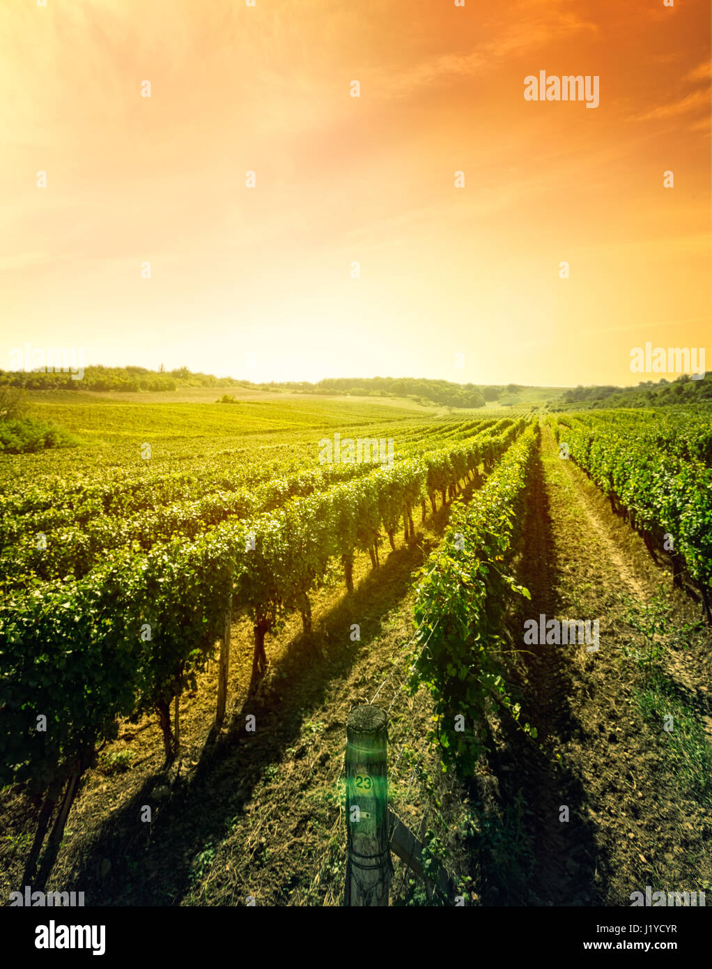 Beautiful landscape of vineyard, nature composition Stock Photo - Alamy