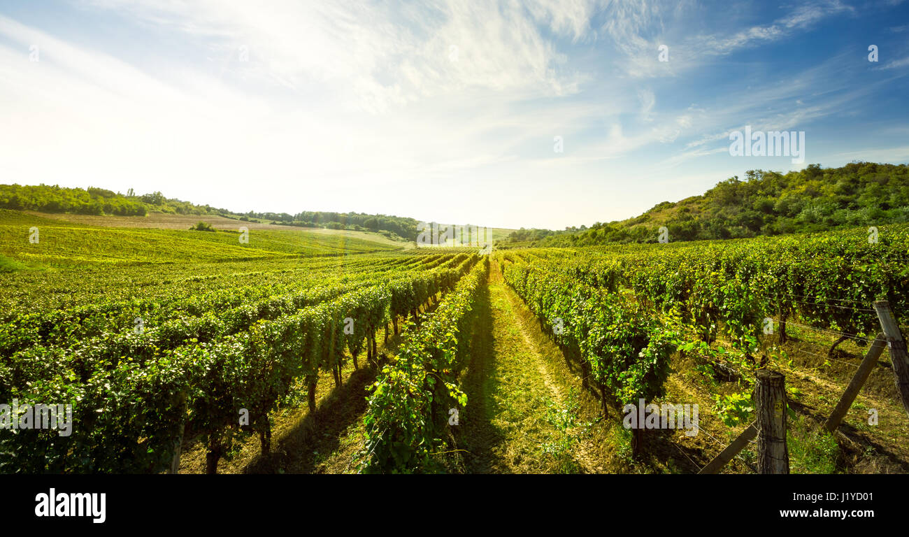 Vineyard, nature landscape Stock Photo - Alamy