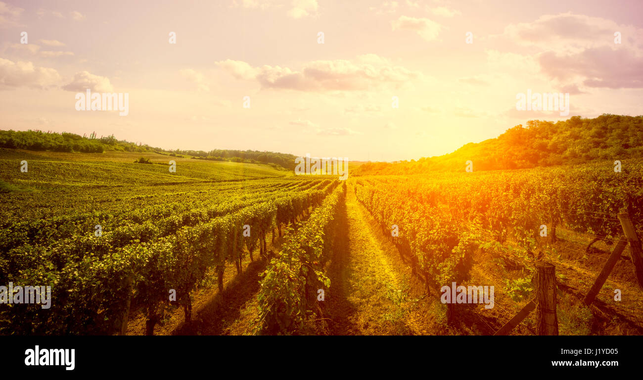 Vineyard, nature landscape Stock Photo - Alamy