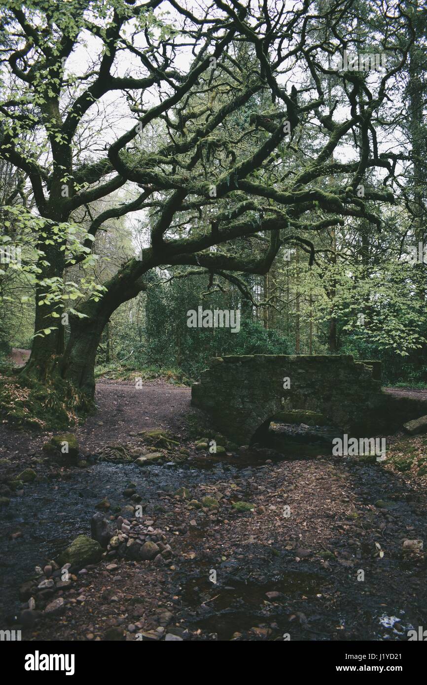 Dark forest ireland hi-res stock photography and images - Alamy