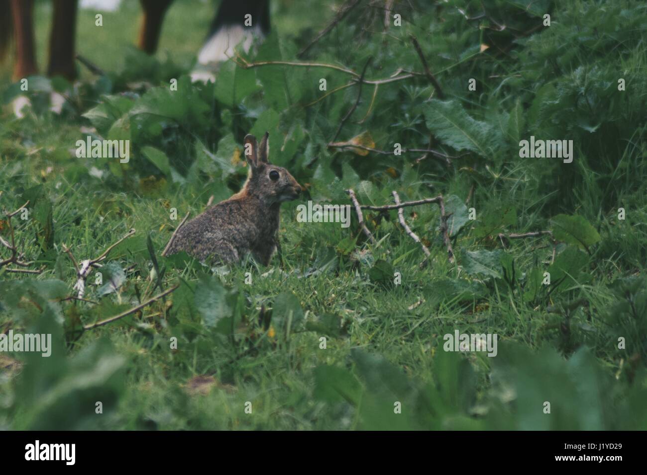 Rabbit in grass hi-res stock photography and images - Alamy