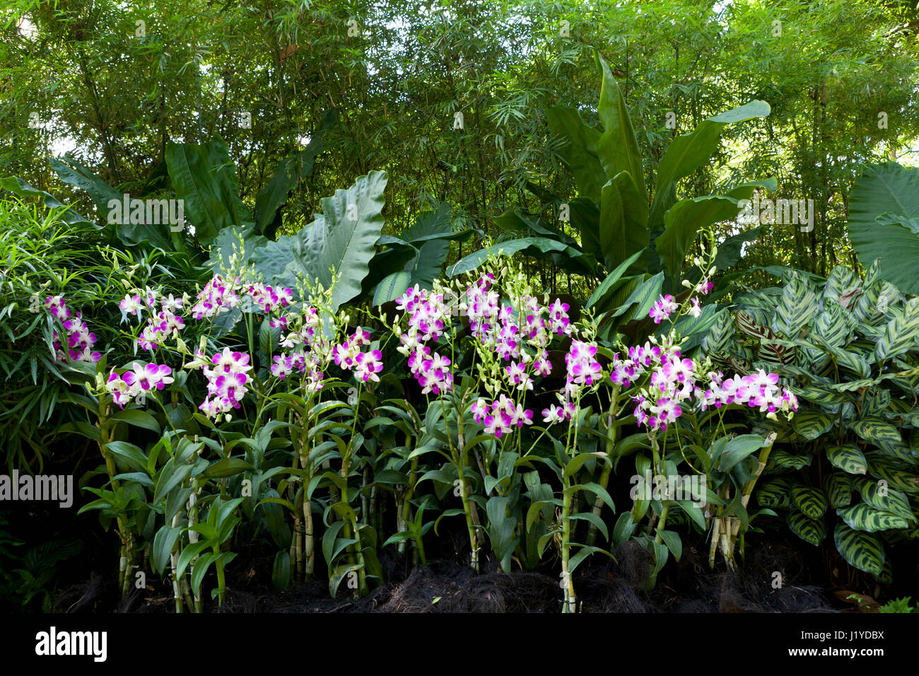 Malay orchids hi-res stock photography and images - Alamy