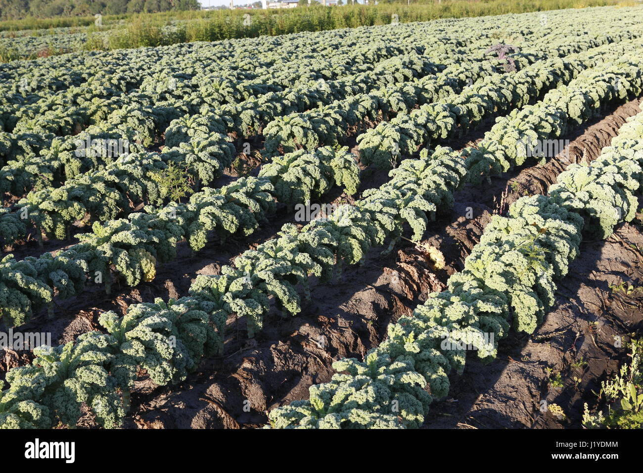 Kale growing in the field Stock Photo - Alamy