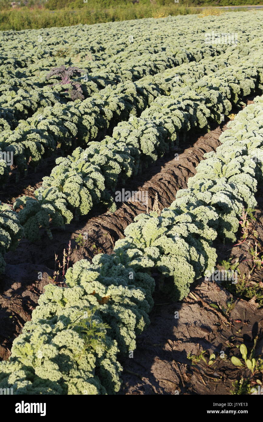 Kale growing in the field Stock Photo - Alamy