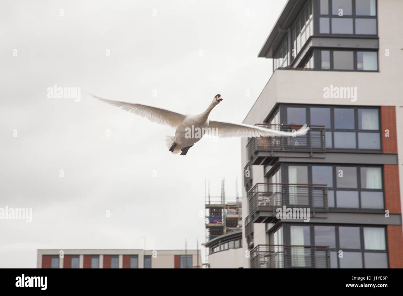 Swan flying above the Union Canal near Toll Cross, Edinburgh, Scotland ...