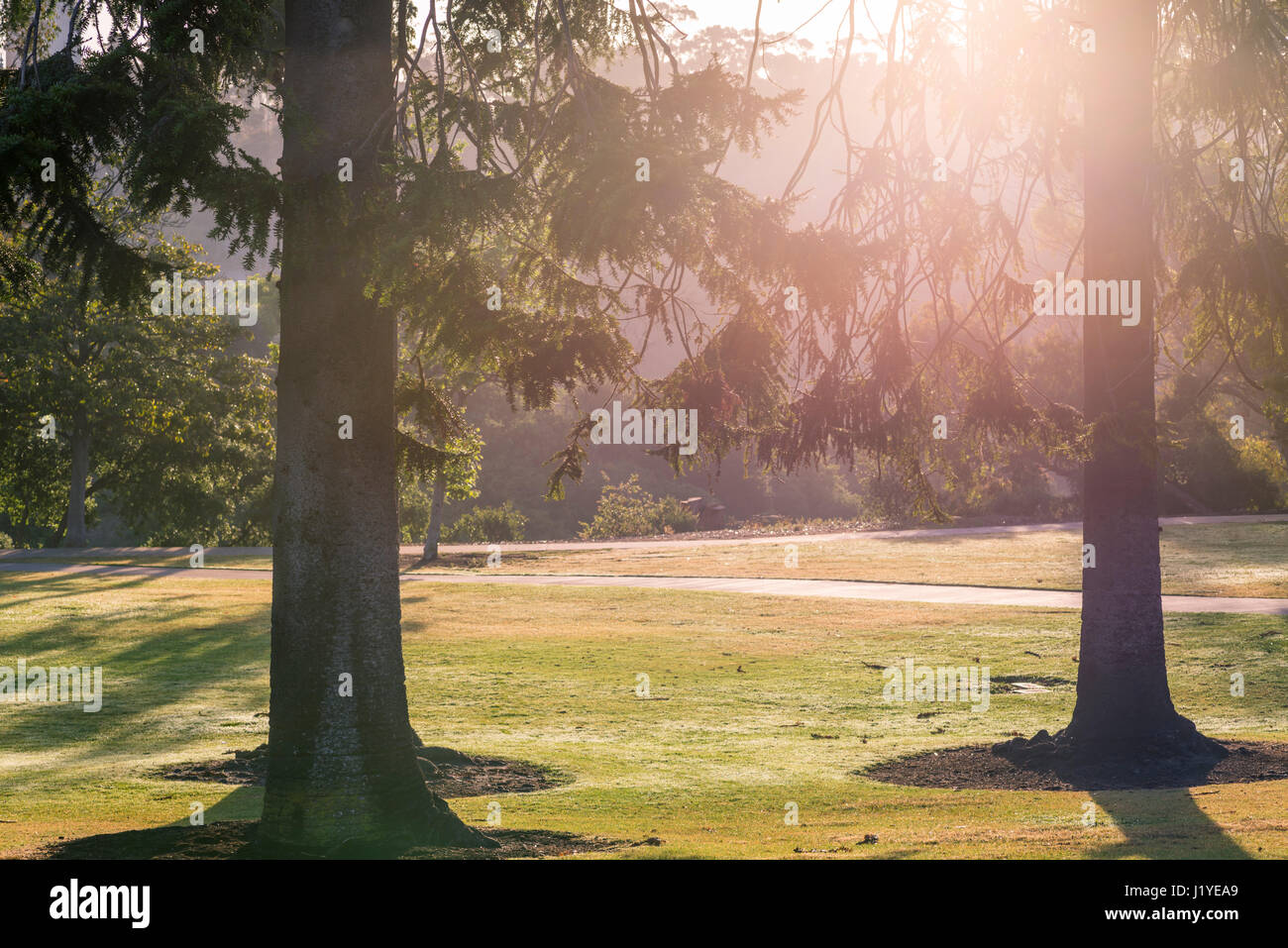 Sunrise with pine trees hi-res stock photography and images - Alamy