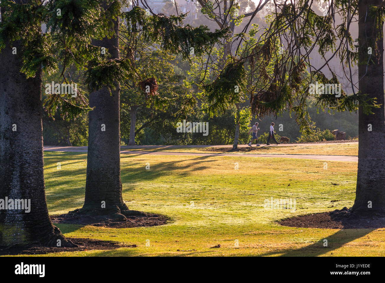 Sunrise with pine trees in a park setting. Balboa Park, San Diego ...