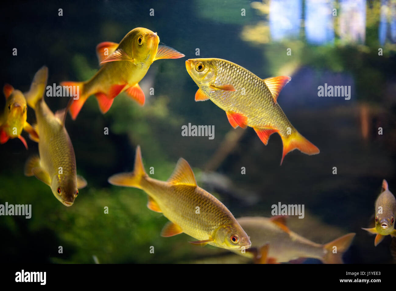 fish bloodfin tetra tropical aquarium Stock Photo - Alamy