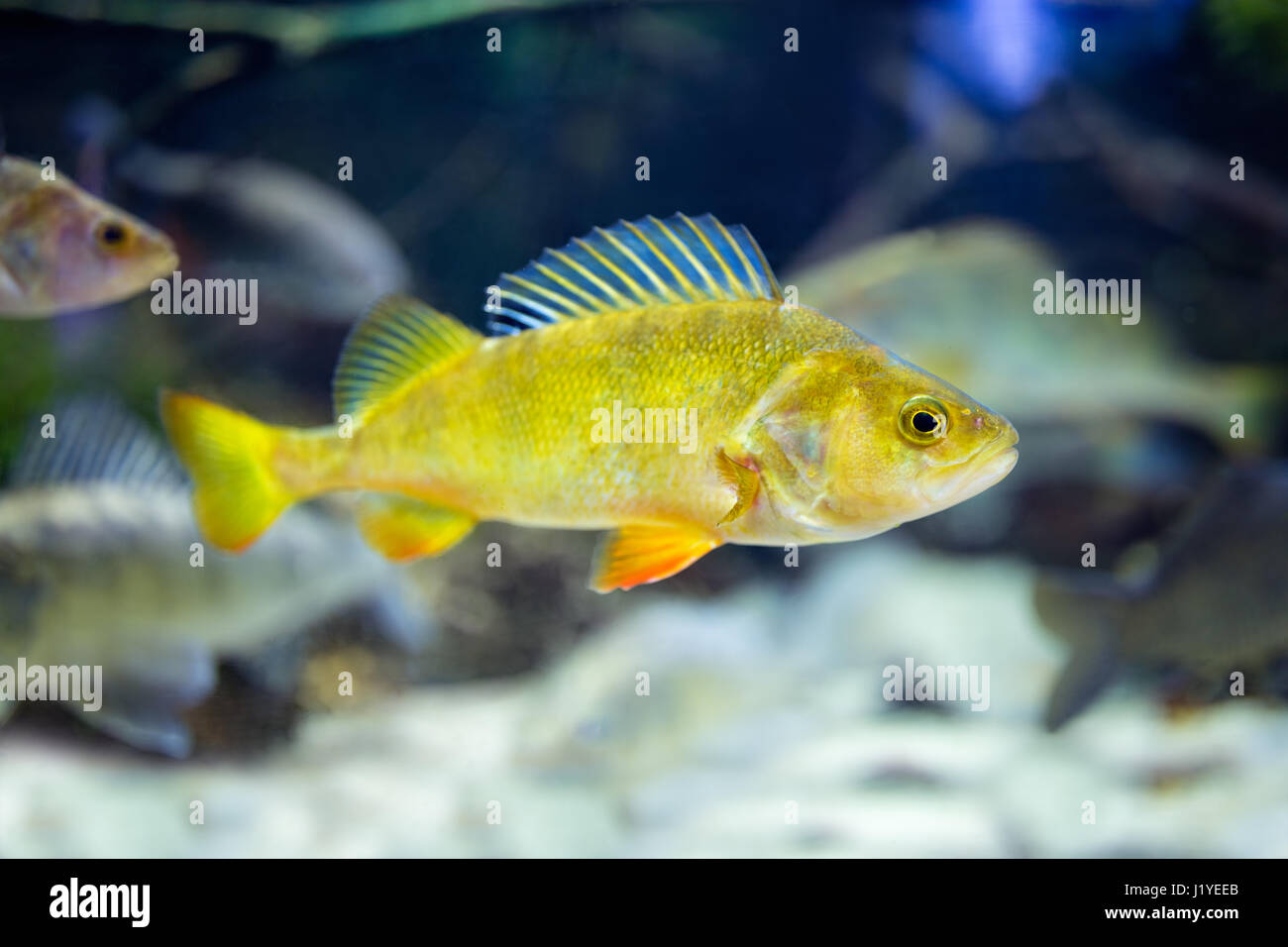 cute little yellow fish in aquarium Stock Photo - Alamy