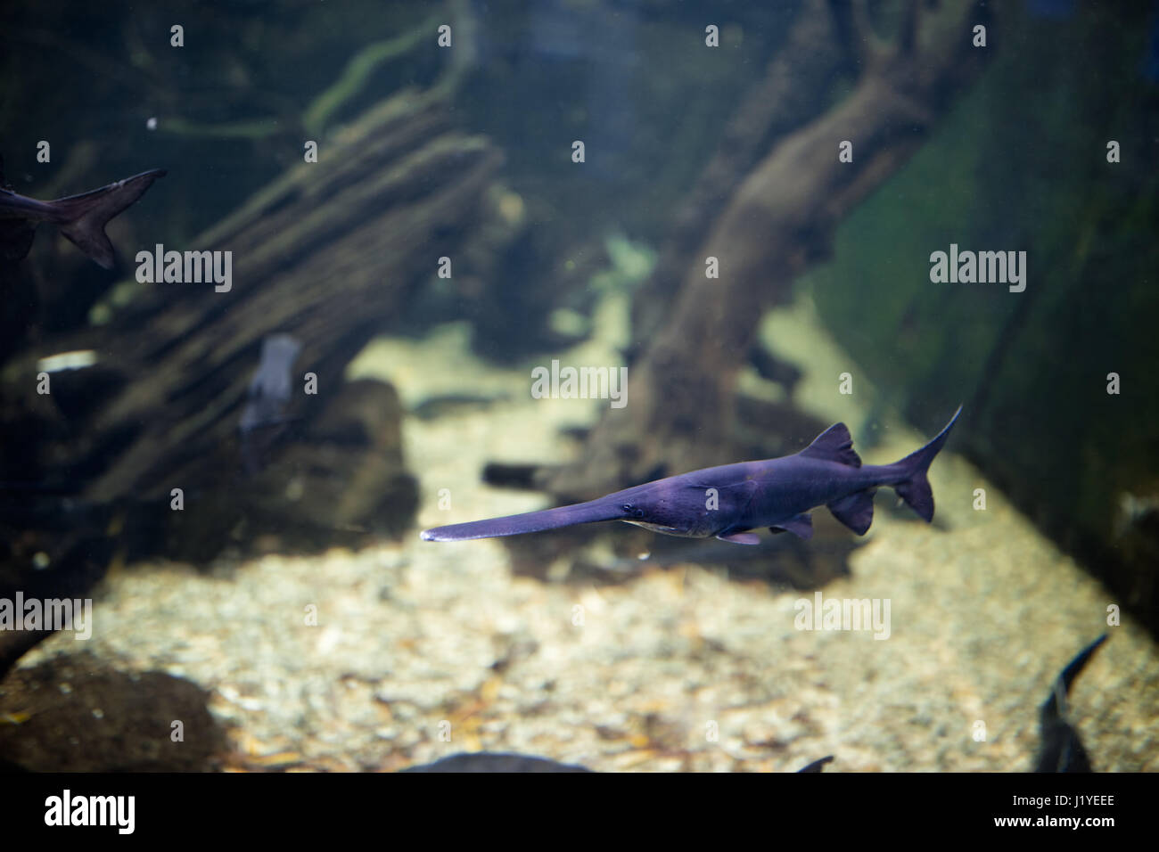 Polyodon hi-res stock photography and images - Alamy