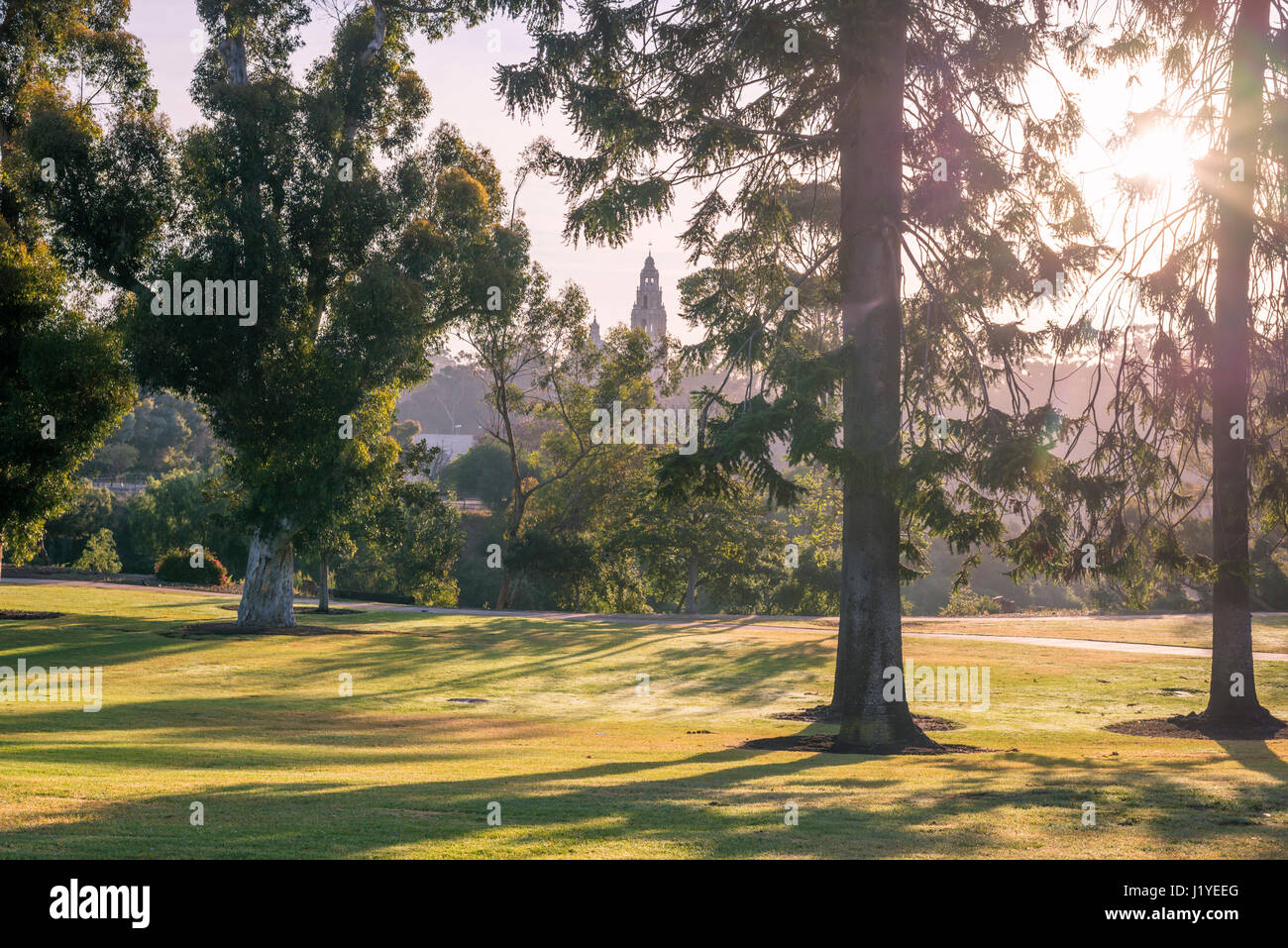 Sunrise with pine trees hi-res stock photography and images - Alamy